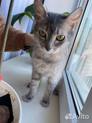Кошка Сима