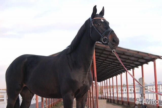 Продажа лошади