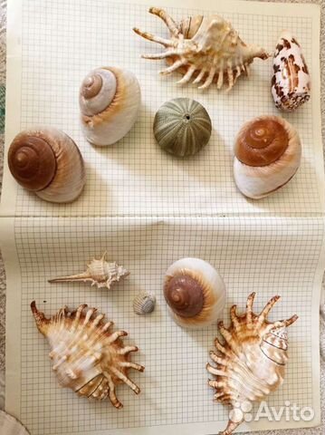 Морские ракушки