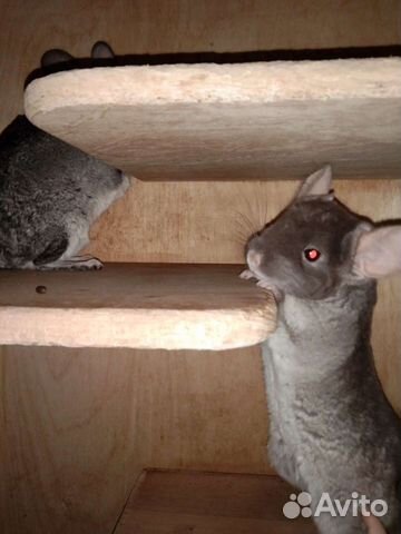 Шиншиллы семья с витриной