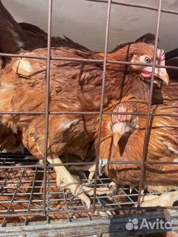 Куры молодки несушки доминант