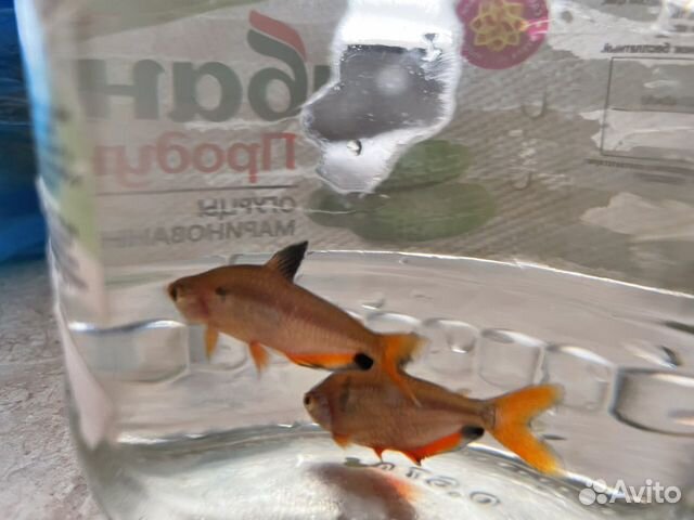 Аквариумные рыбки миноры