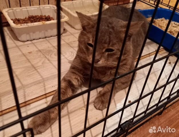 Котик бездомыш
