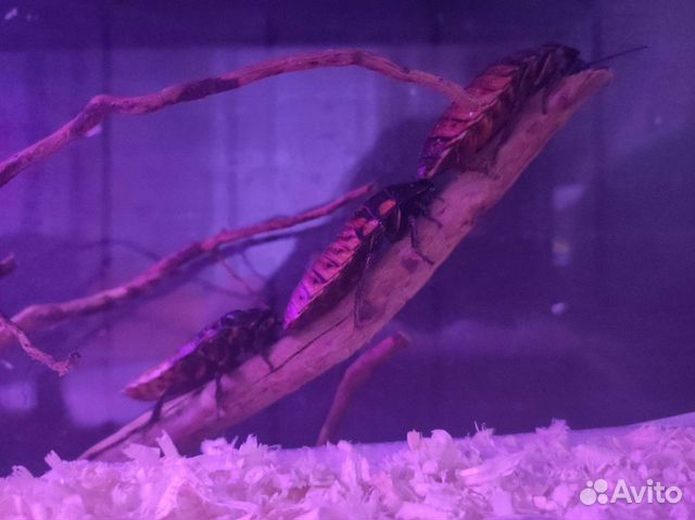 Мадагаскарские тараканы