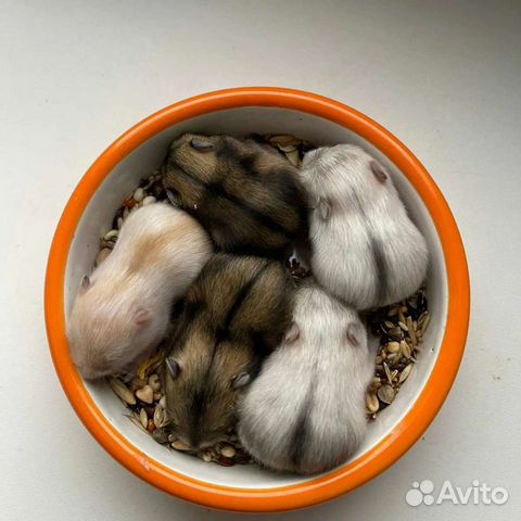 Джунгарский хомяк ручной