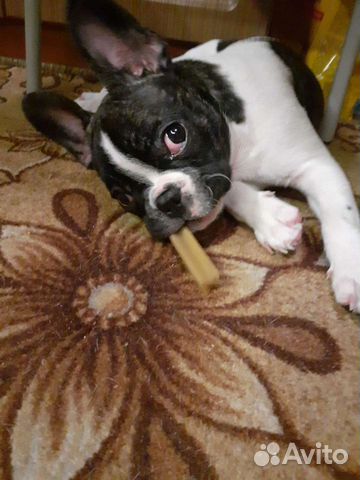 Французский бульдог щенки