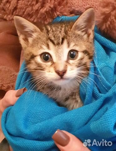 Малышка Пуговка живет в клетке