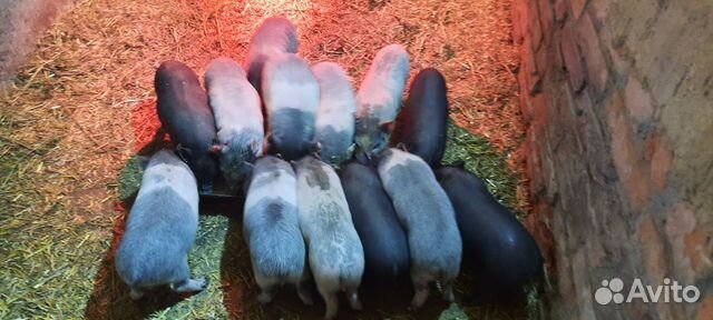 Вьетнамские поросята