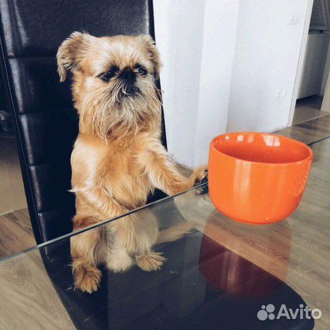 Грифон вязка