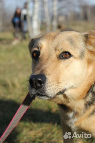 Скромница Шелли не место в приюте