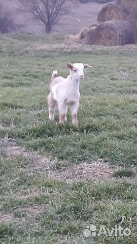 Козлята