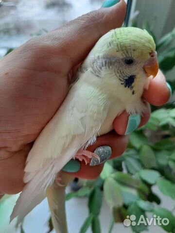 Волнистый попугай