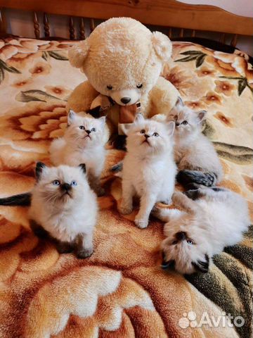 Котята невской маскарадной