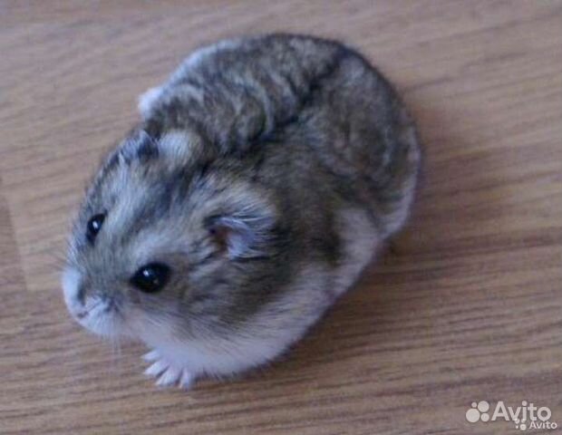 Джунгарские хомячки