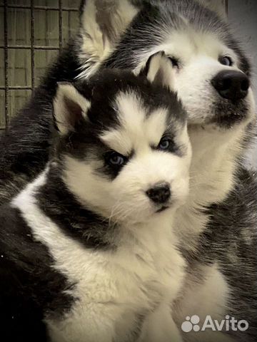 Лучшие представители породы