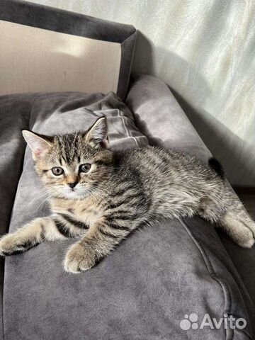 Британские котята