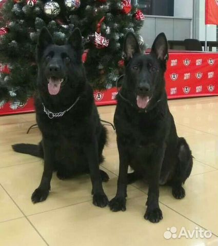 Щенки чёрной немецкой овчарки