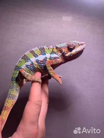 Пантеровый хамелеон