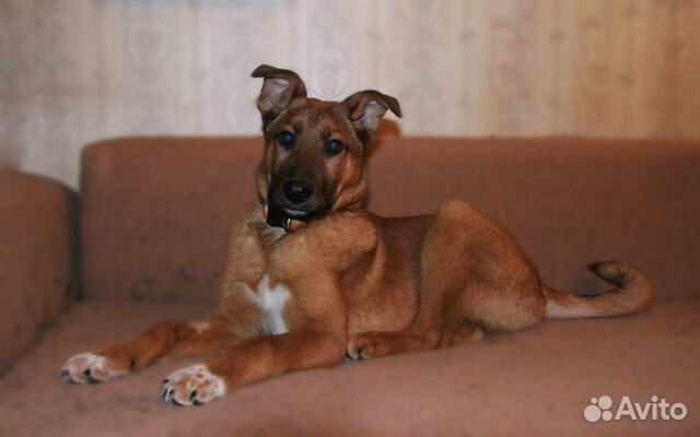 Щенок в добрые руки