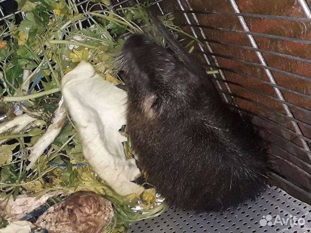 Нутрии самец