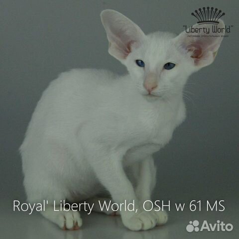 Royal’ Liberty World, OSH w 61 MS