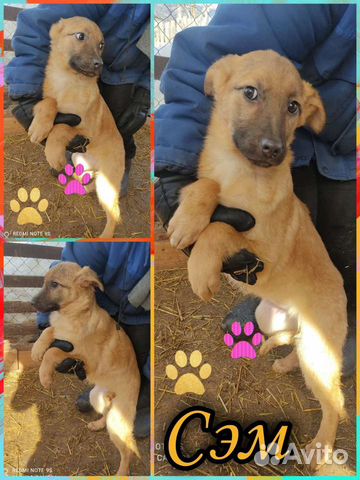 Малыш Сэм ищет дом