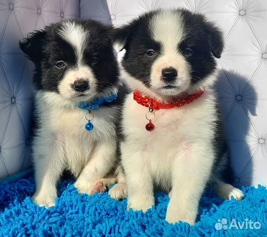 Бордер колли мальчишки