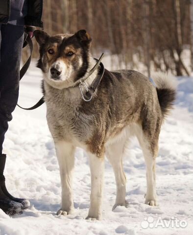 Малыш в добрые руки