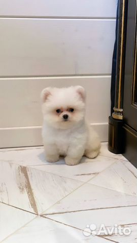 Мальчик померанец