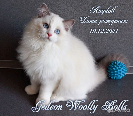 Котята Рэгдолл 3.5 месяца