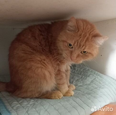 Кот Рыжик-Алек