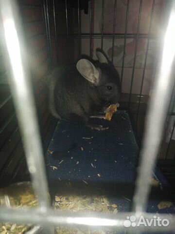 Шиншилла с клеткой