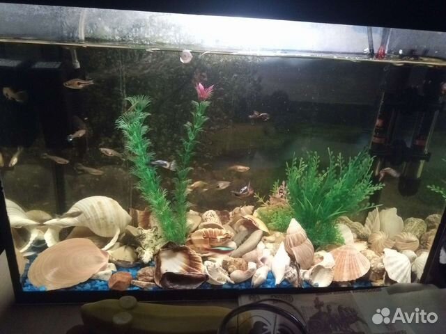 Гуппи и сомики