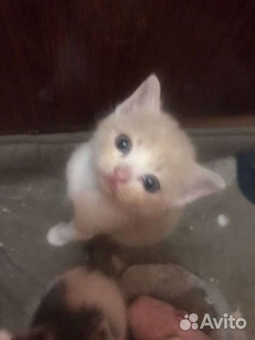 Яркий мальчишка