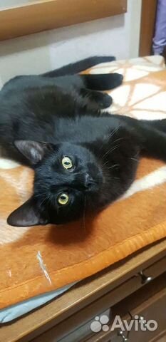 Котенок черный мальчик 6мес привит гиперласковый