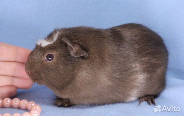 Морская свинка