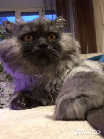 Кот сибирский на вязку