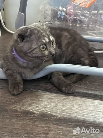 Котенок шотландец вислоухий