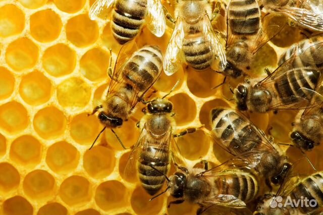 Пчелосемьи