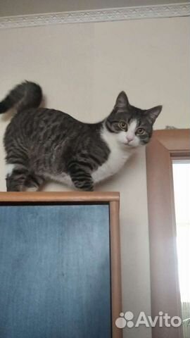 Кошка