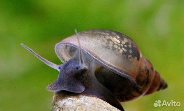 Улитка Покемон