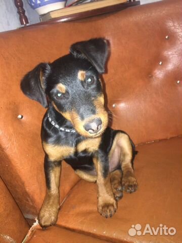 Продаю ягдтерьера