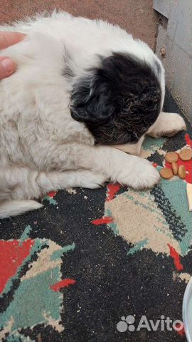 Щенок в добрые руки девочка бесплатно