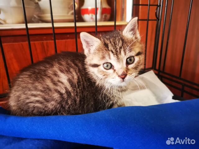Котеночек 3-4 месяца ищет добрый руки