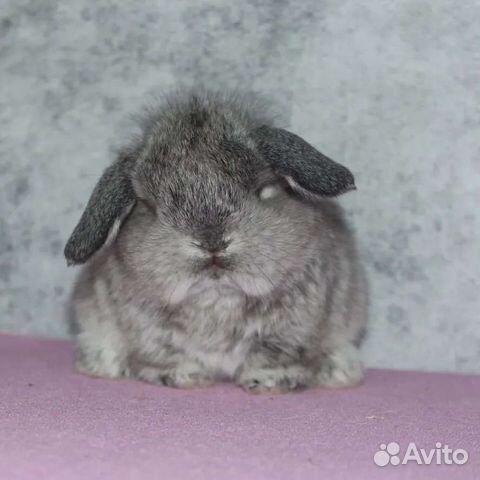 Эксклюзивный MiniLop Shaded chinchilla