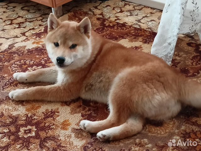 Продам щенка сиба-ину