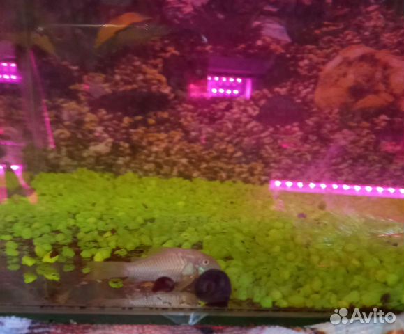 Аквариумные рыбки сомики