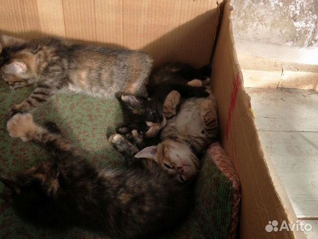 Отдам котят в добрые руки, беспородные