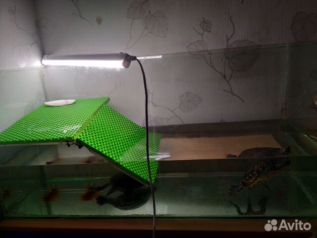 Красноухие черепахи