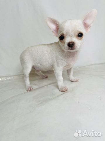 Щенки чихуахуа мини девочки